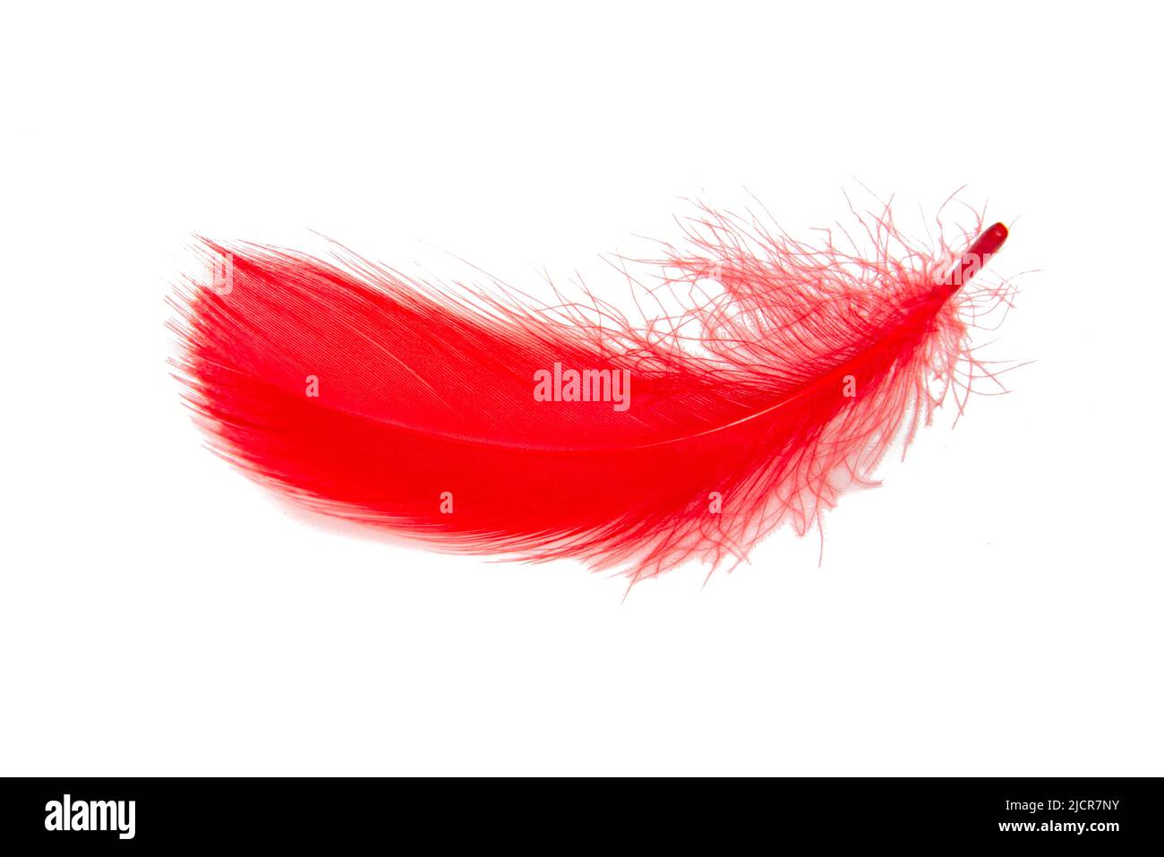 Feather elegant red puff isolated on the white background Stock Photo ...