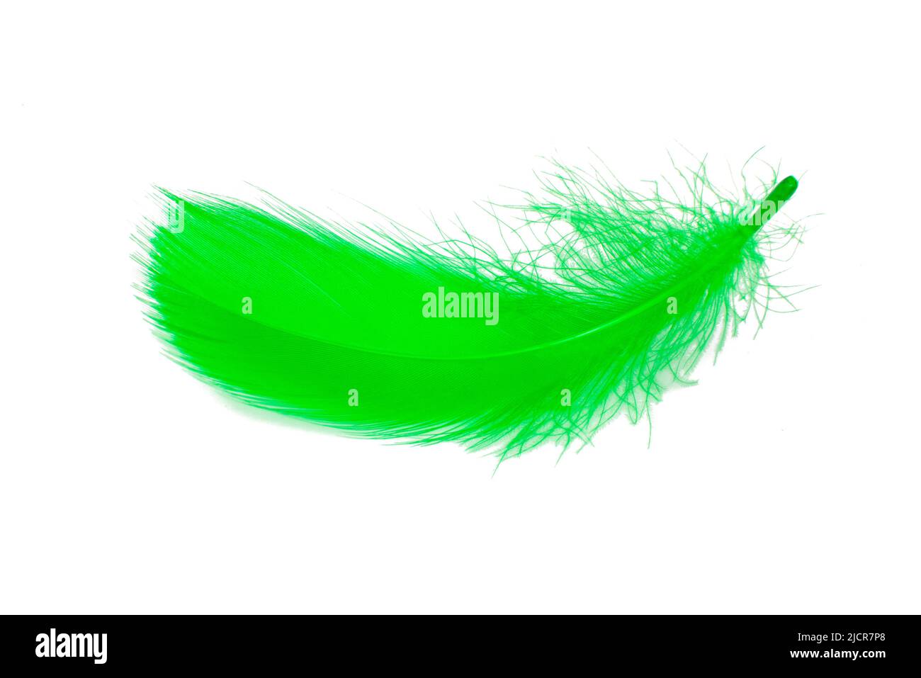 Feather elegant green puff isolated on the white background Stock Photo ...