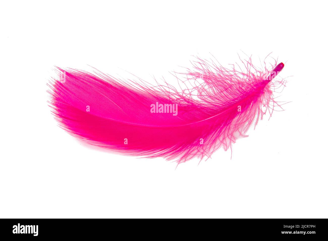 Feather elegant pink puff isolated on the white background Stock Photo ...