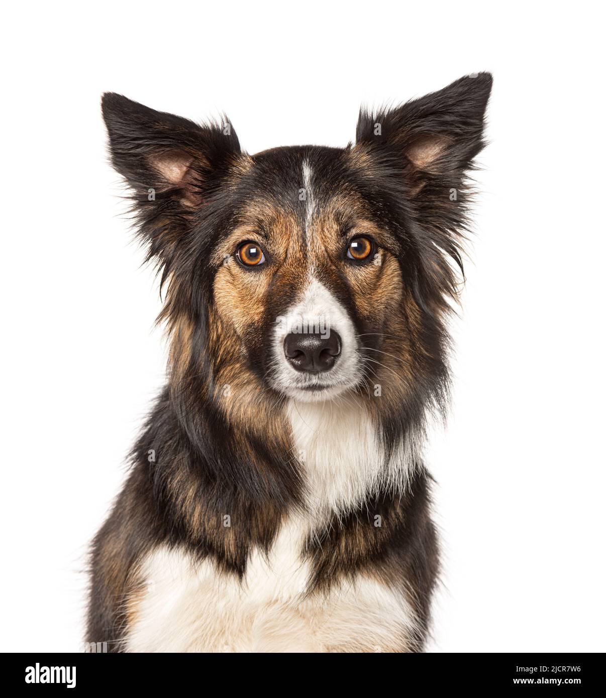 Red tricolor border collie hi-res stock photography and images - Alamy