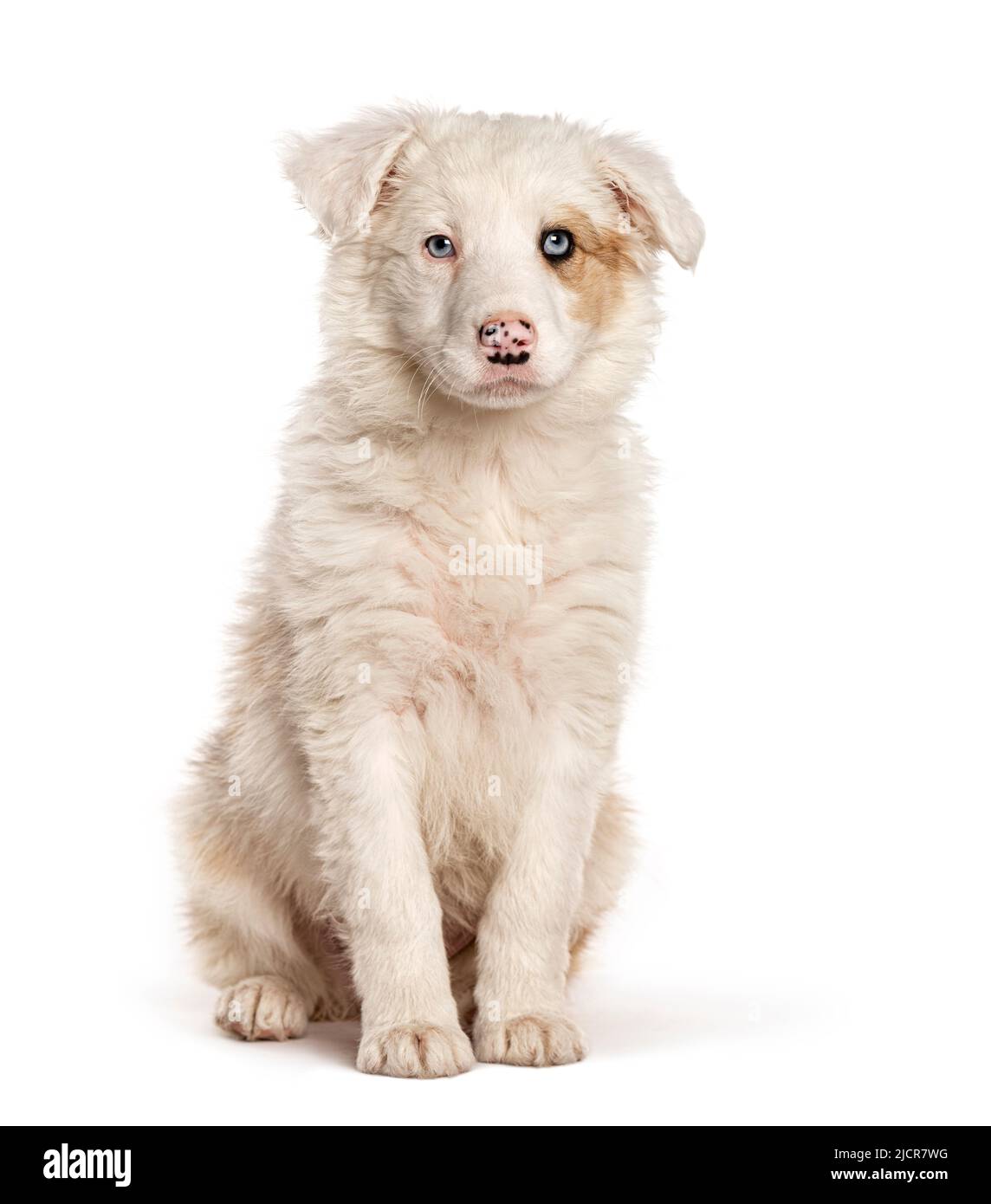 Australian red border collie Cut Out Stock Images & Pictures - Alamy