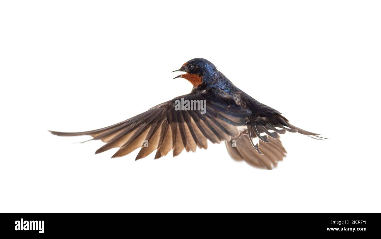 Barn Swallow Flying wings spread, bird, Hirundo rustica, flying against ...