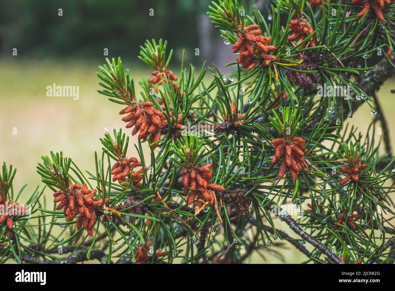 Branches of a pine tree with young red cones close-up. Green spruce ...