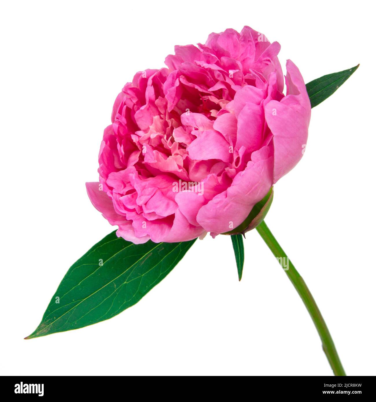 Pink spring bloom peony flower isolated on the white background Stock ...