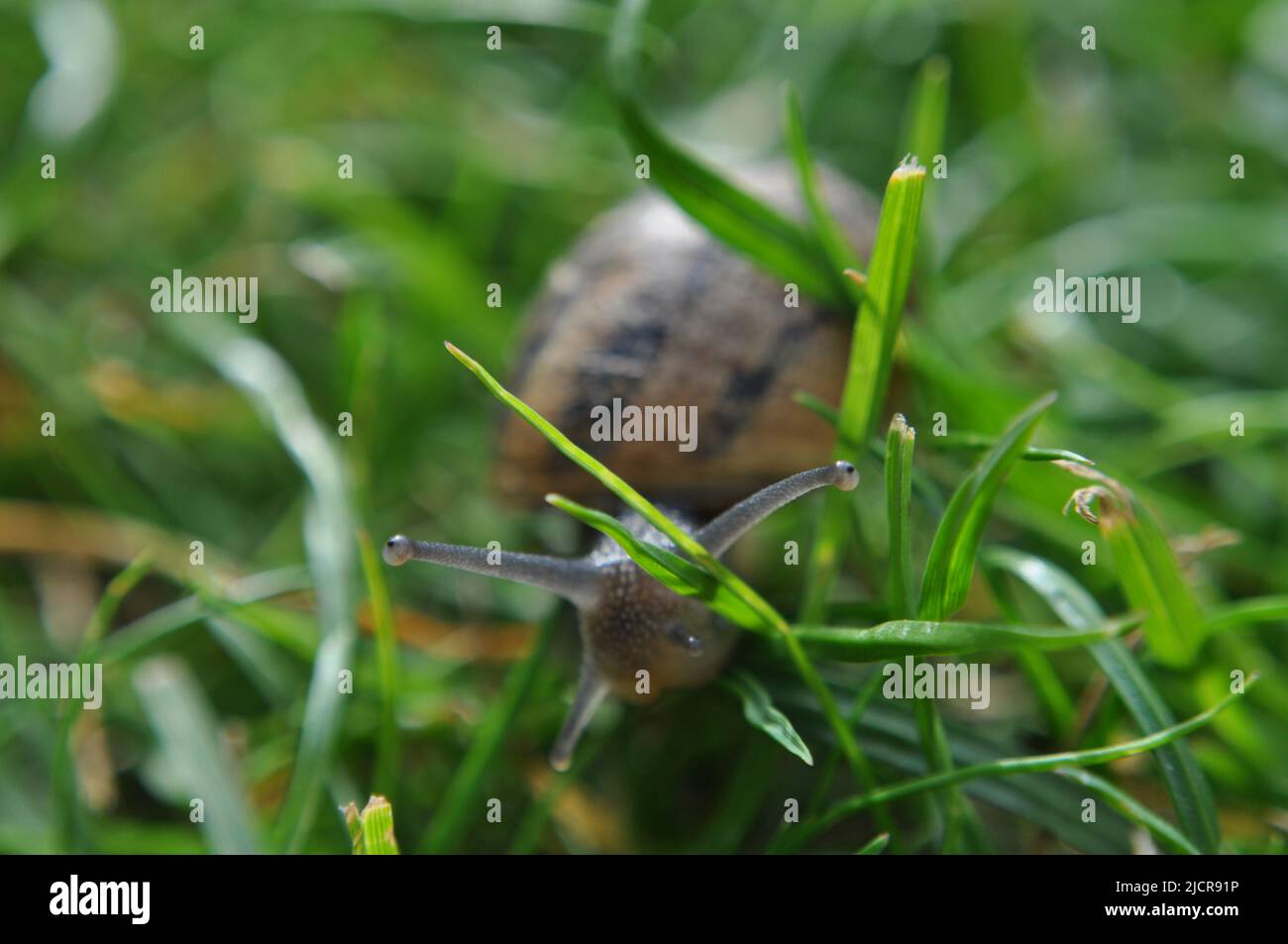 Helix aspersa (Common Garden Snail) in grass in UK garden Stock Photo ...