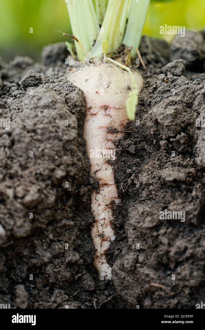 Mannheim, Germany. 15th June, 2022. A sugar beet is stuck in the ground ...