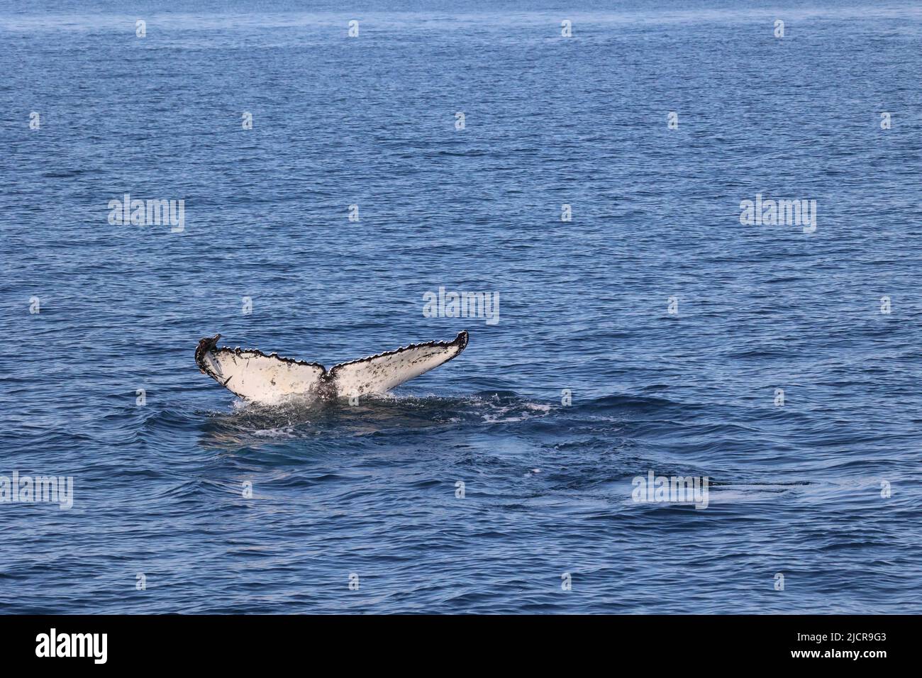 Blue whales south africa hi-res stock photography and images - Alamy