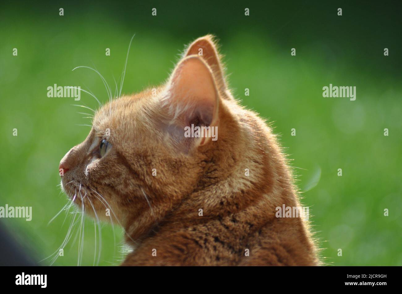 The back view of a pretty young ginger and white cat sitting outside on ...