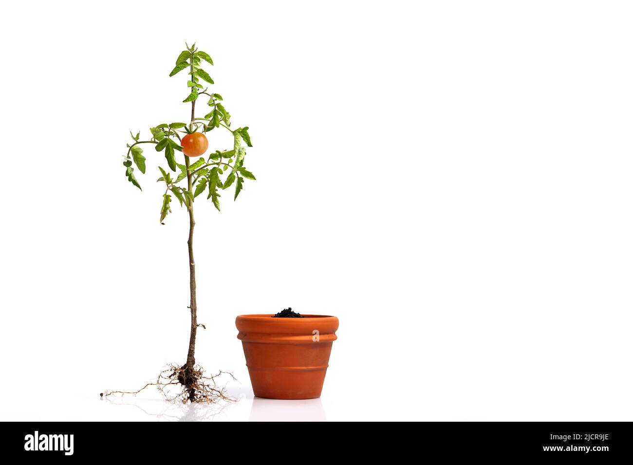 Potting up fruit tree hi-res stock photography and images - Alamy