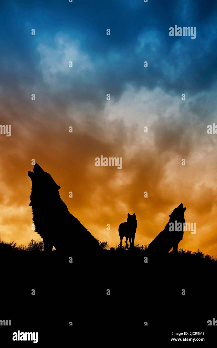 pack of three wolves, two howling Stock Photo - Alamy