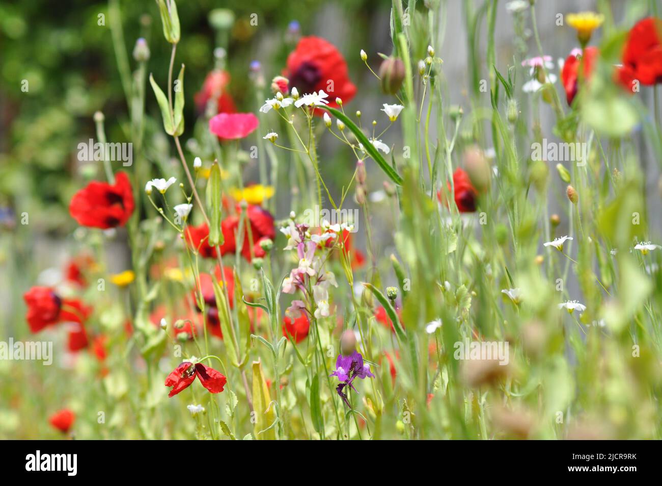 A selection of wild flowers growing from a packet of wild flower seeds ...