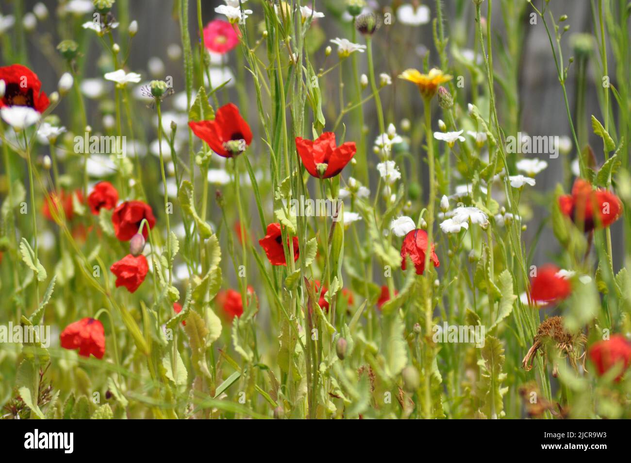 A selection of wild flowers growing from a packet of wild flower seeds ...