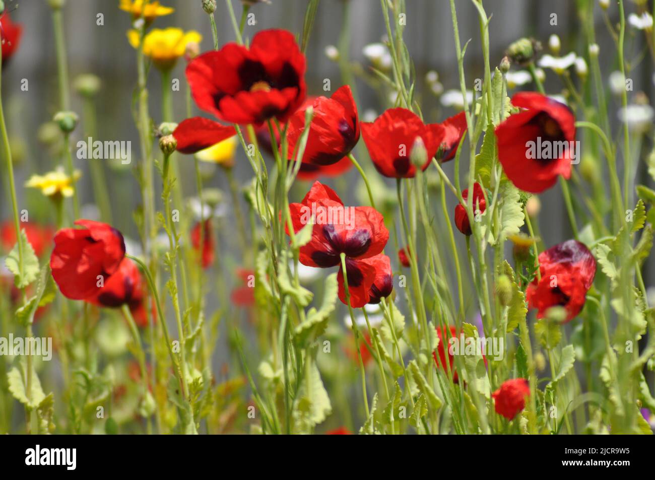 A selection of wild flowers growing from a packet of wild flower seeds ...