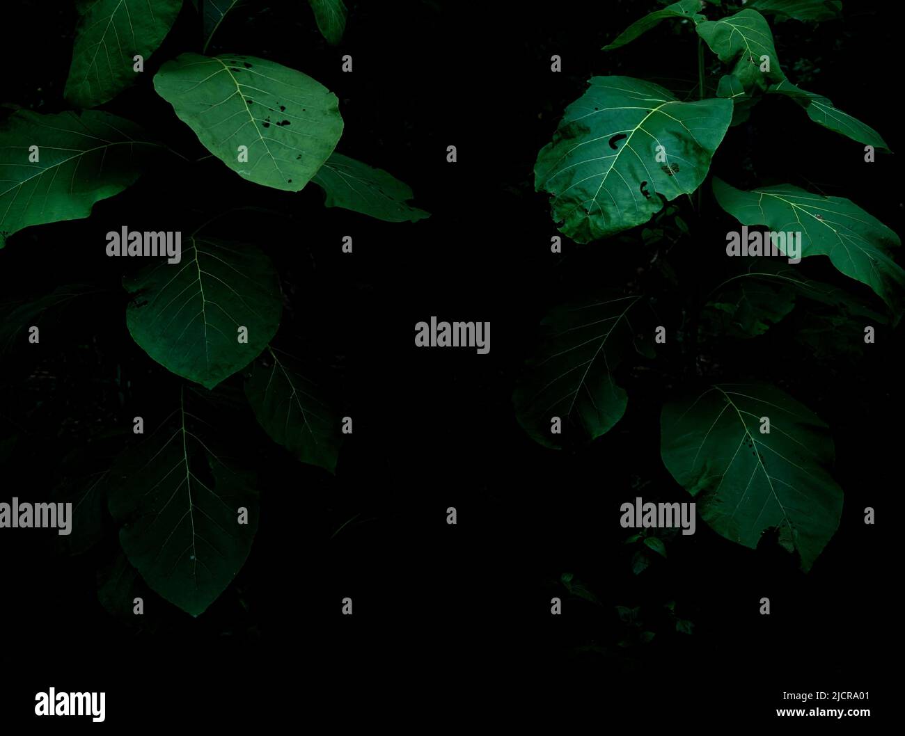 Tropical rainforest foliage plants bushes frame on dark background ...