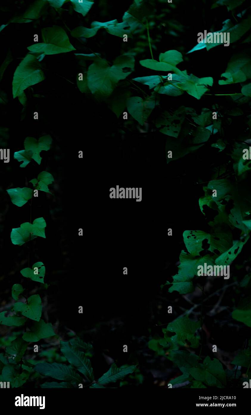 Rainforest frame hi-res stock photography and images - Alamy