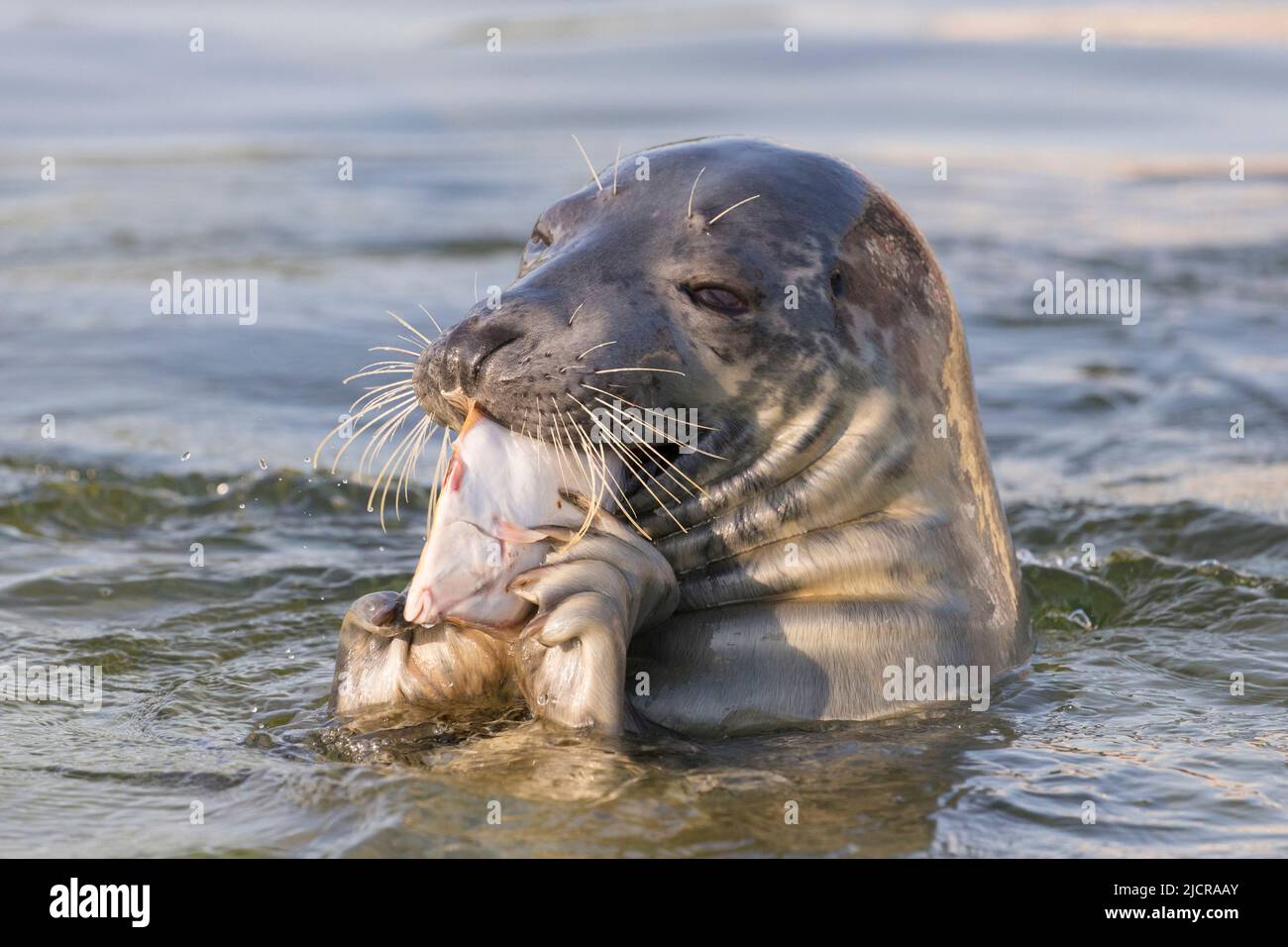 Gray Seal (Halichoerus grypus). Female eating a flat fish. Germany ...