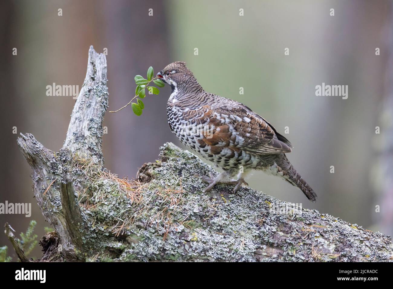 Hazel Grouse (Tetrastes bonasia, Bonasa bonasia), Male eating Bog ...