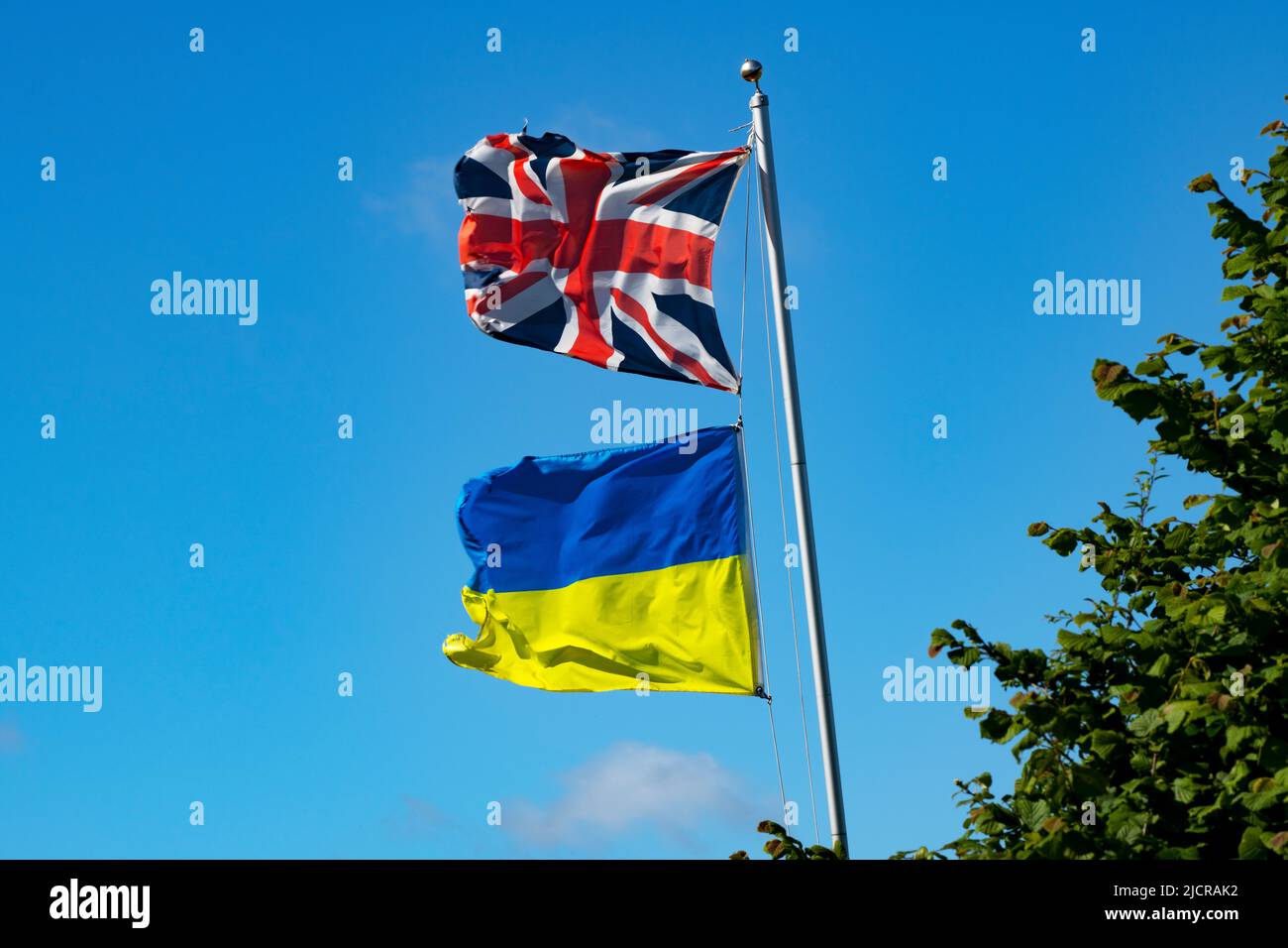 Union Jack and Ukranian Flag fly at a farm in Essex England UK June ...