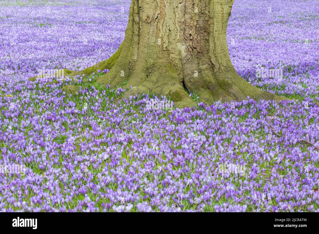 Husum crocus hi-res stock photography and images - Alamy