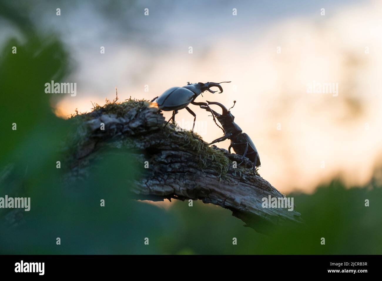 Stag beetle lucanidae pair fighting hi-res stock photography and images ...