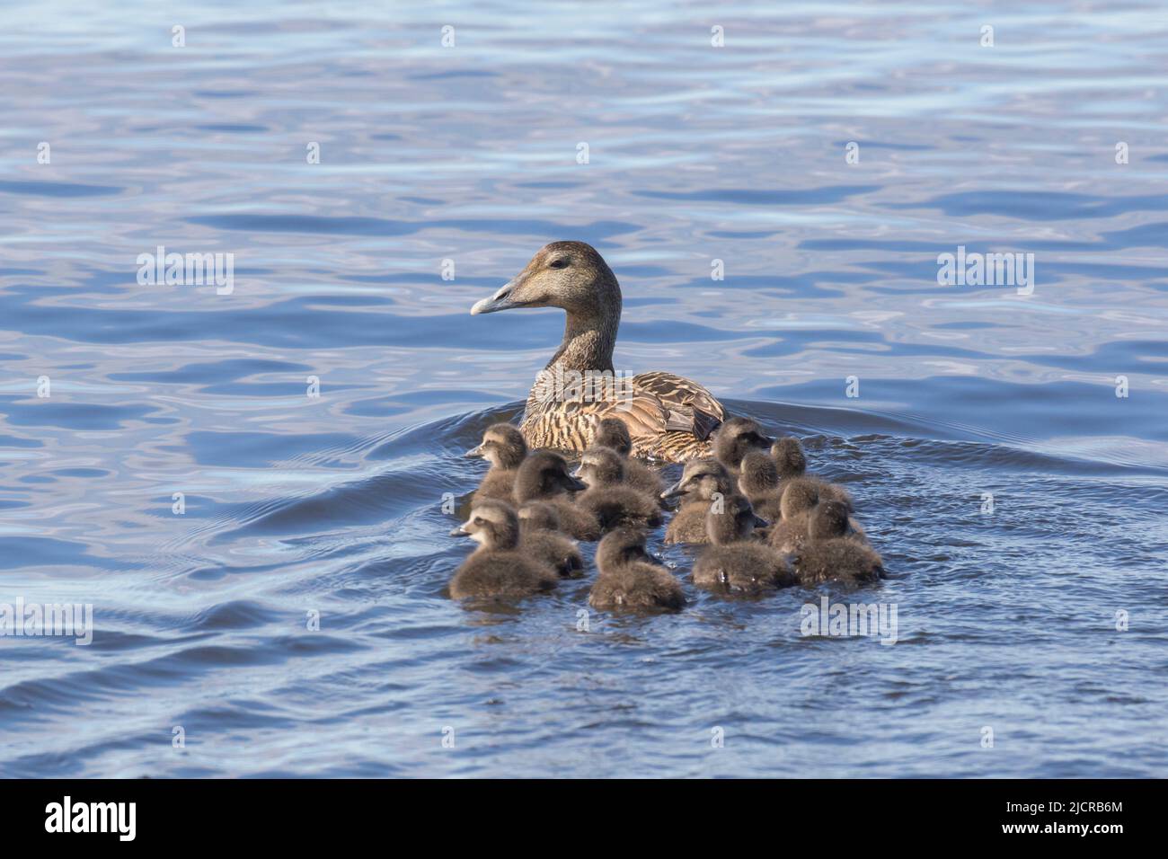 Juvenile eider duck hi-res stock photography and images - Alamy
