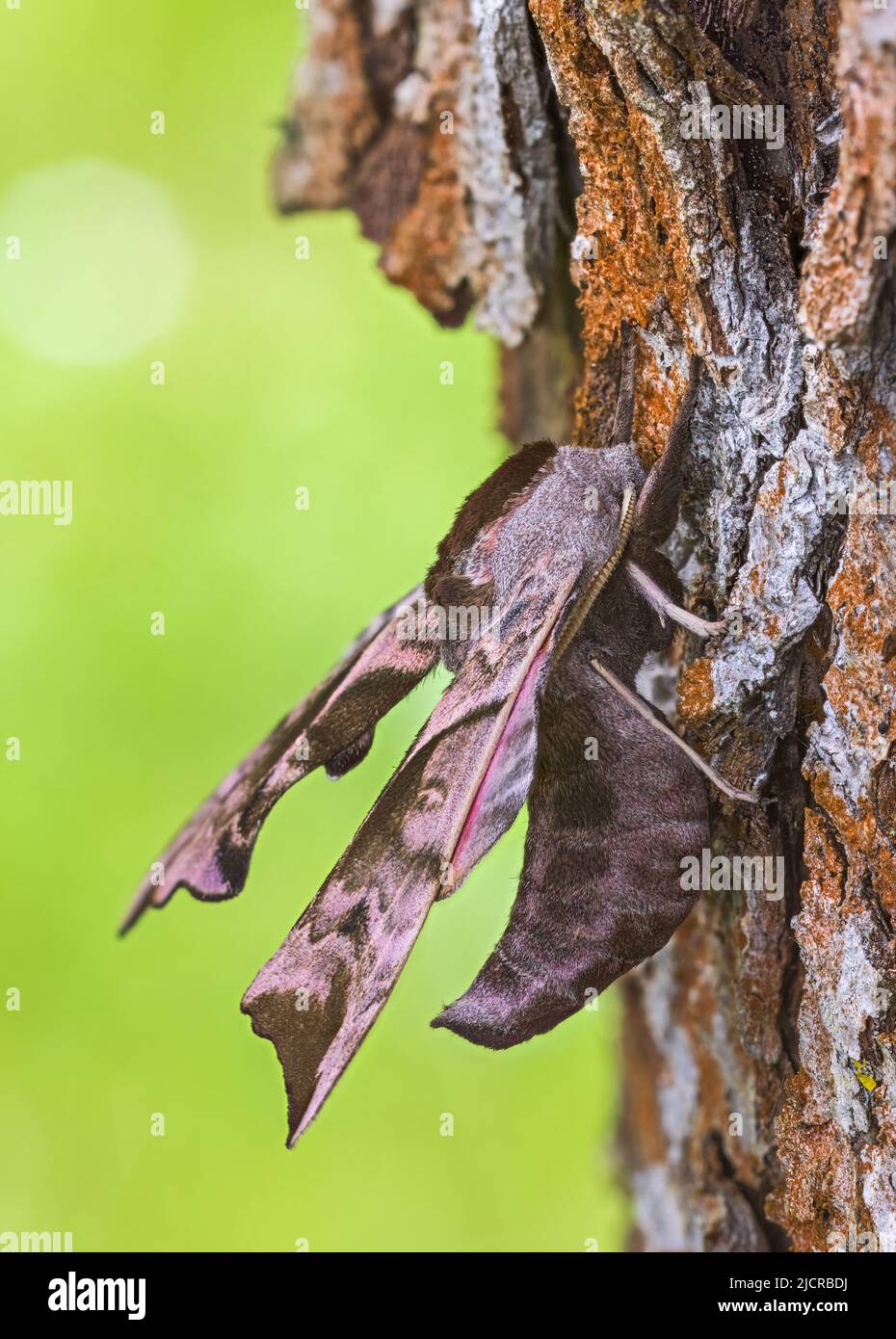 The eyed hawk-moth, colorful body of the eyed hawk-moth - Smerinthus ...