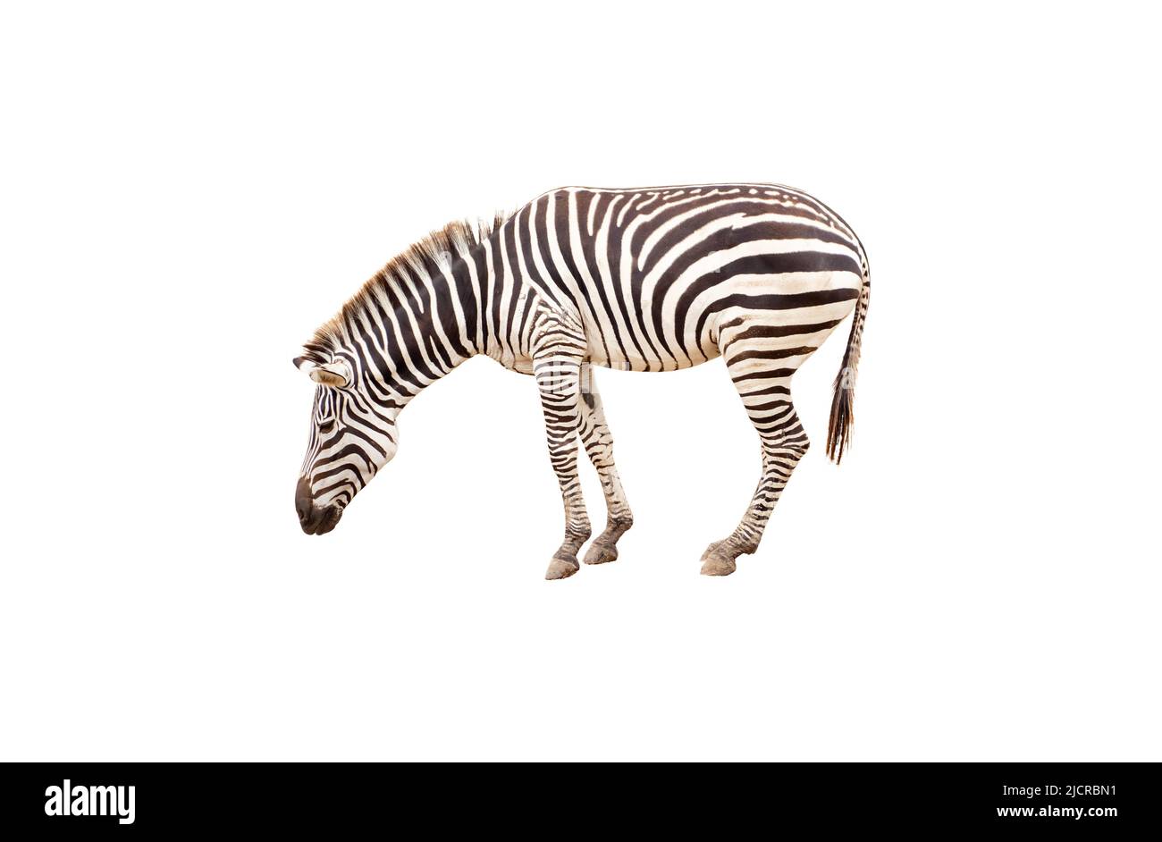 zebra isolated on white background with clipping path Stock Photo - Alamy