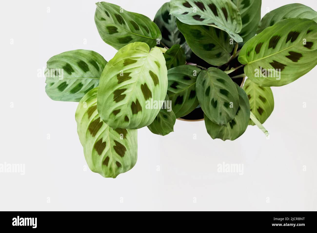 green maranta leuconeura kerchoveana plant with white background Stock ...