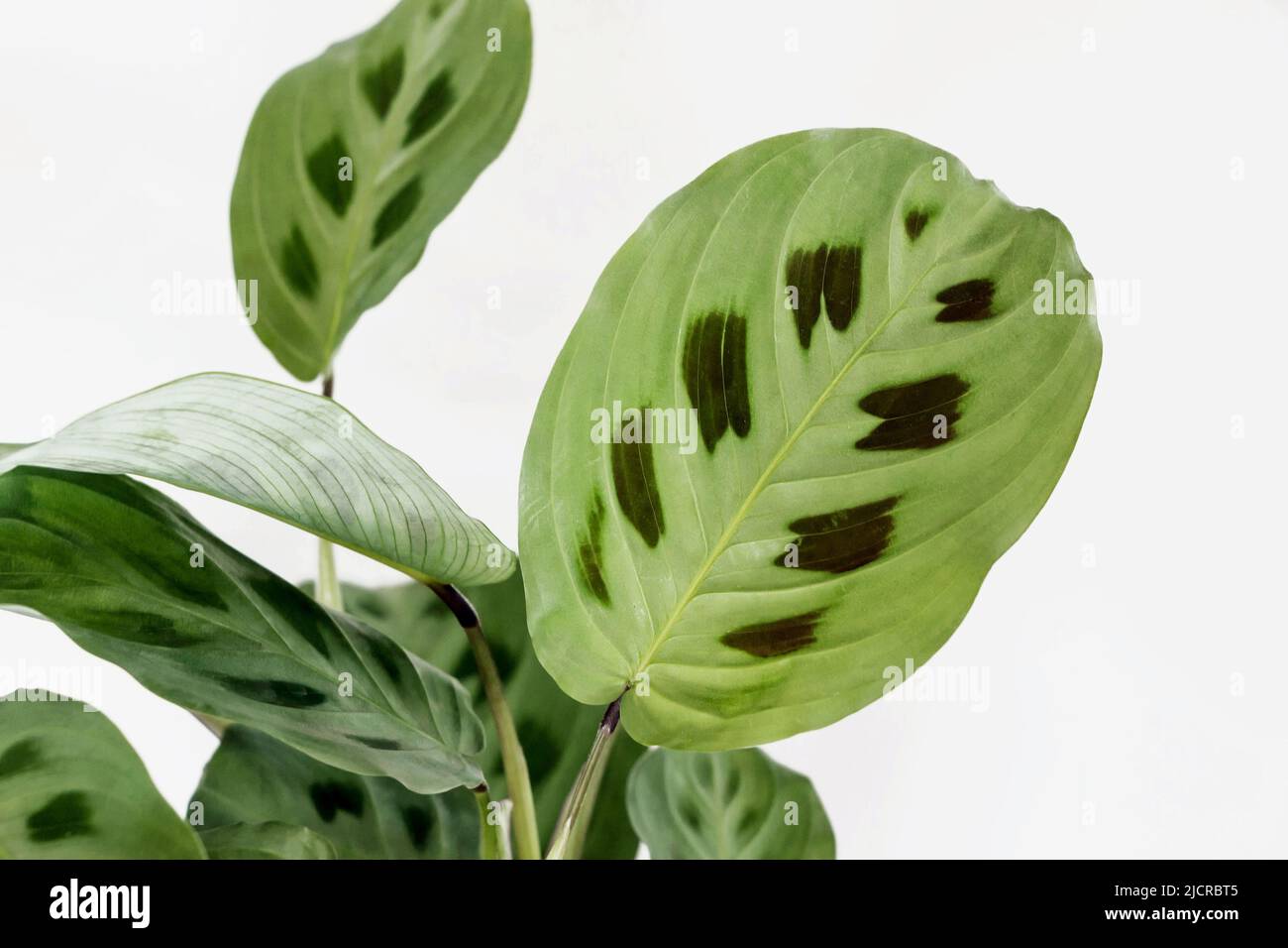 green maranta leuconeura kerchoveana plant with white background Stock ...