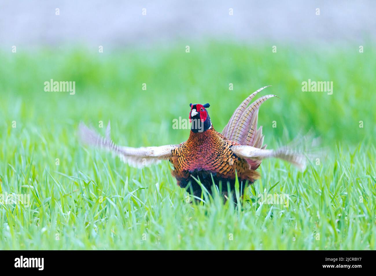 Common Pheasant, in the breeding season, the males defend their territory (Phasianus colchicus ...