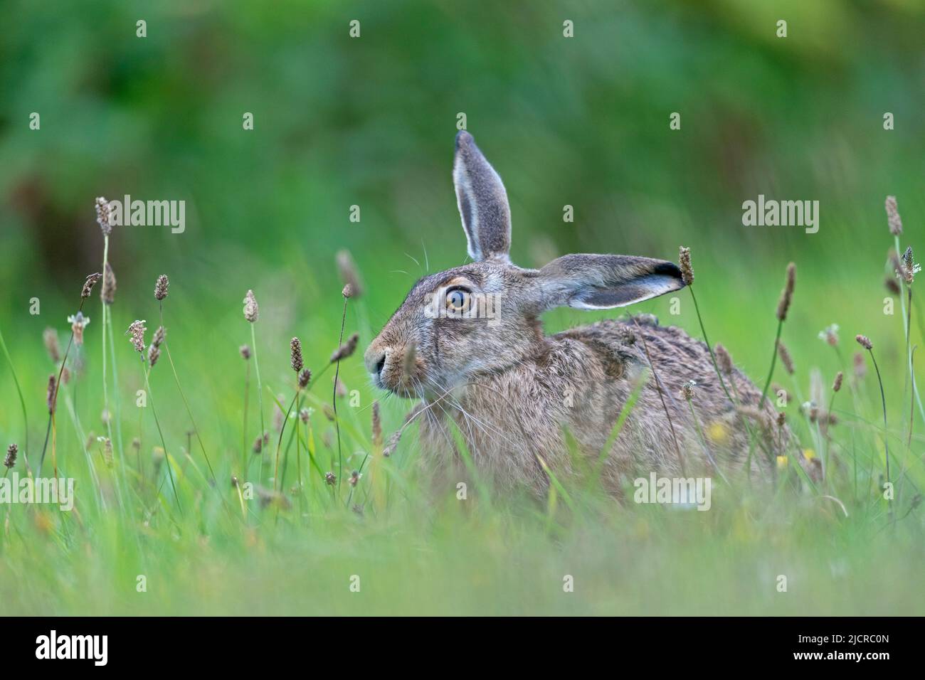 European Hare (Lepus europaeus). The ears of the hare can be turned ...