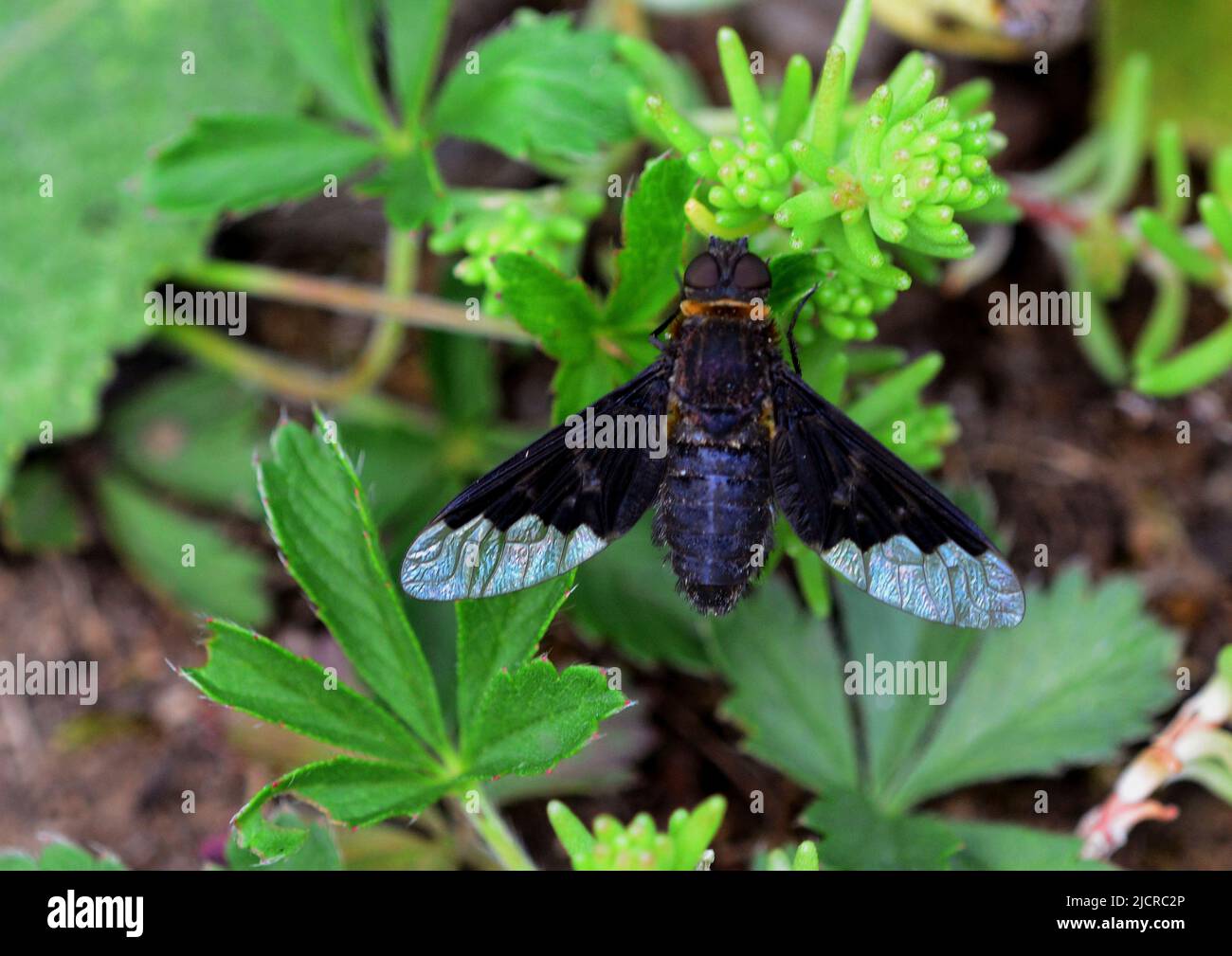 Bee Fly (Anthrax anthrax) taking a sunbath on a leaf- Germany Stock ...