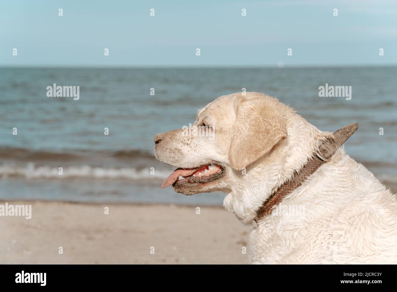 Adult labrador retriever hi-res stock photography and images - Alamy
