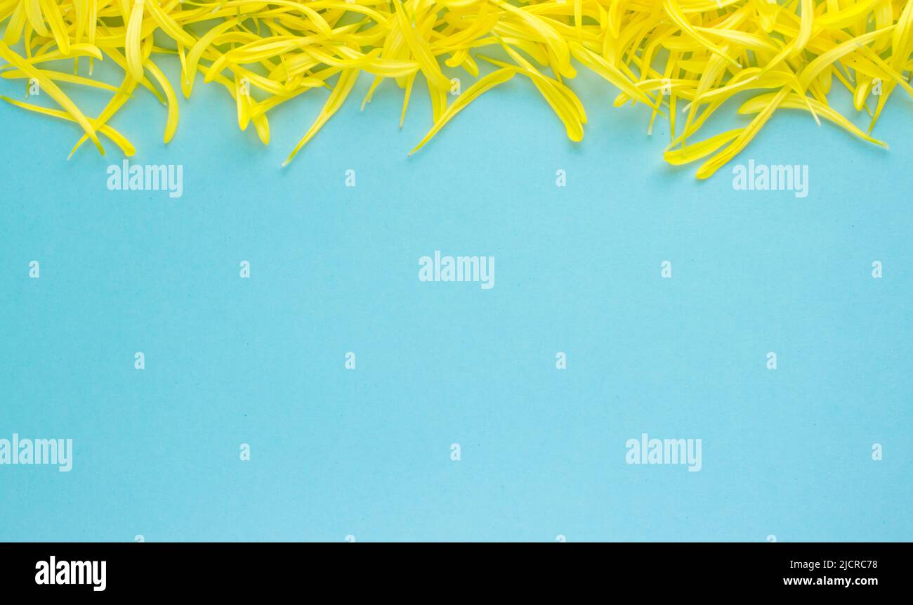 Bright Yellow Floral petals flat lay background. Summer yellow simple ...