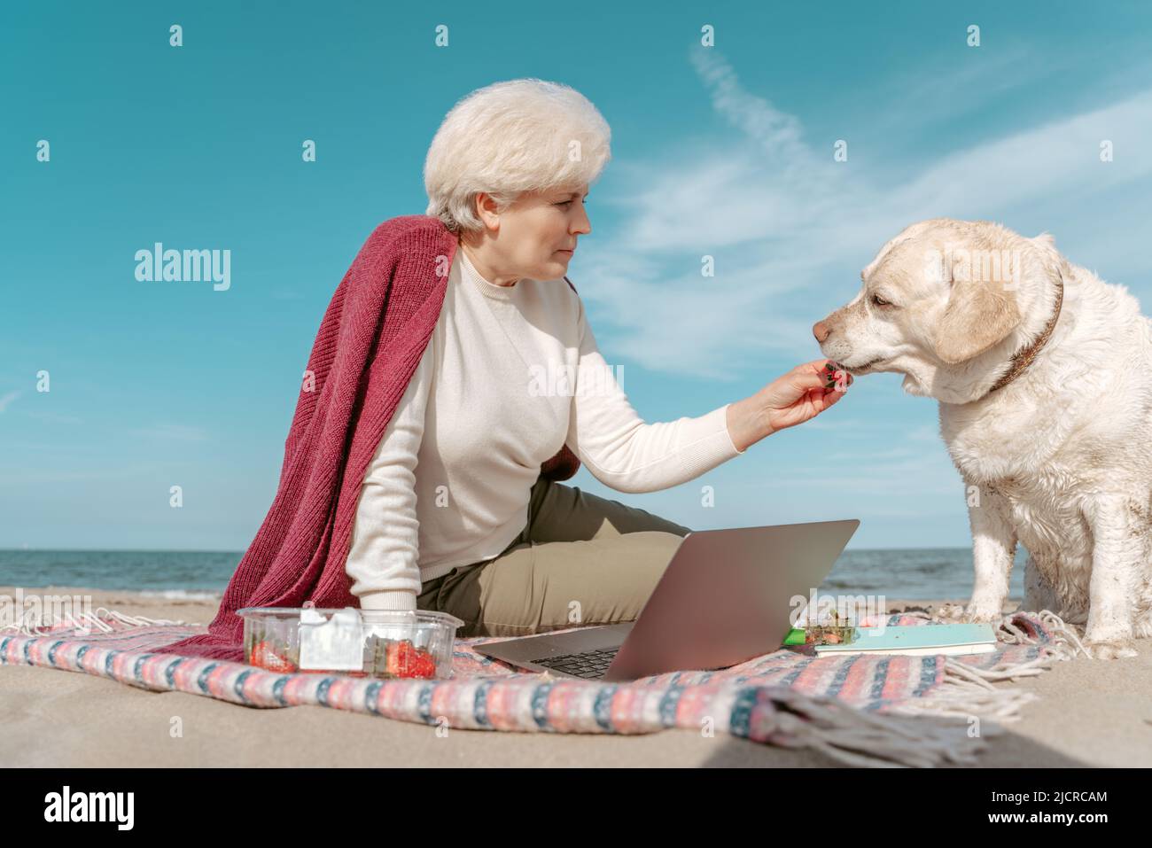 Caring female owner feeding her dog on the beach Stock Photo - Alamy