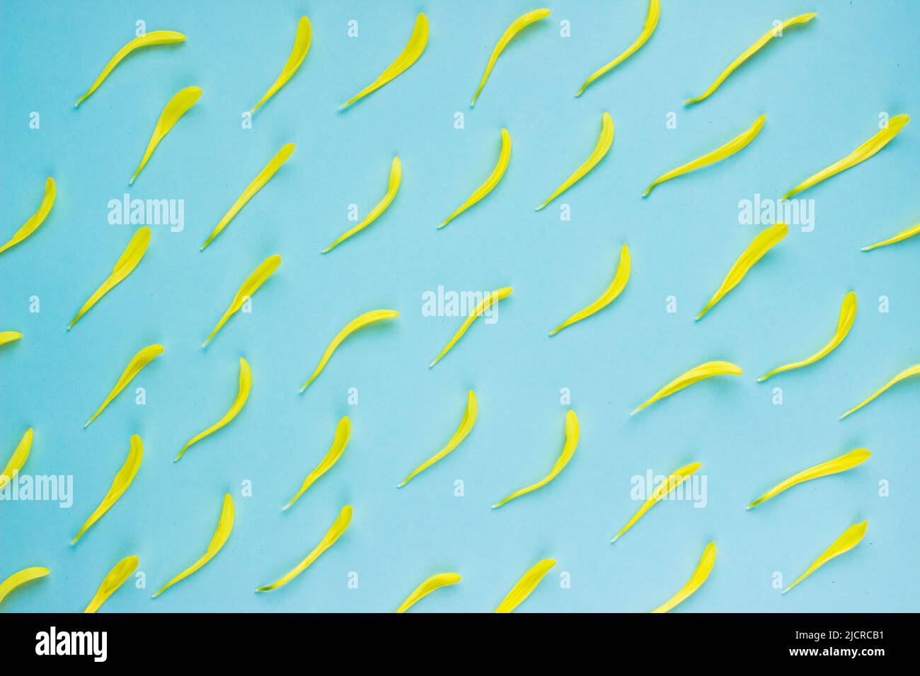 Bright Yellow Floral petals flat lay background. Summer yellow simple ...