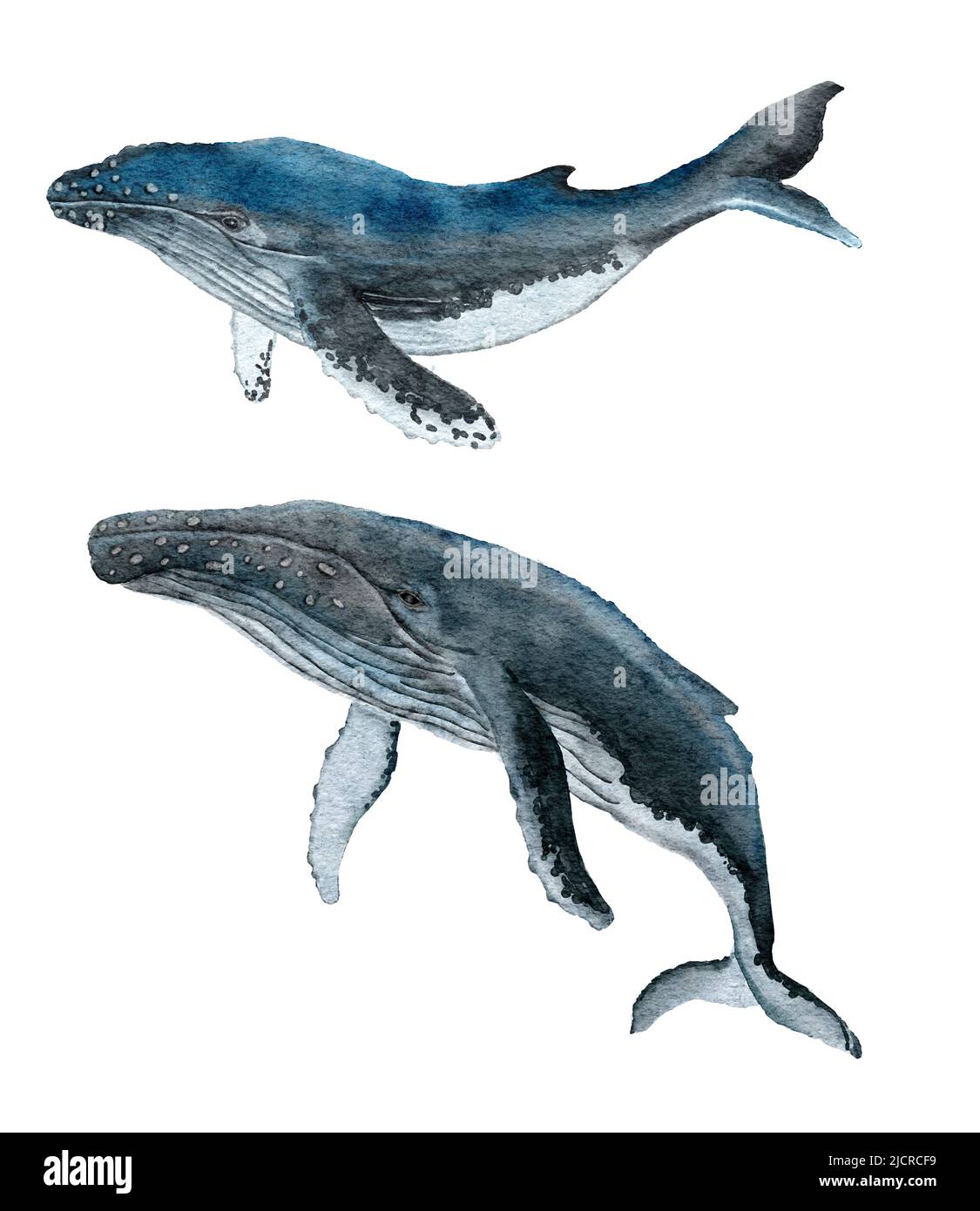 Watercolor illustration of humpback whale, large marine mammal animal ...