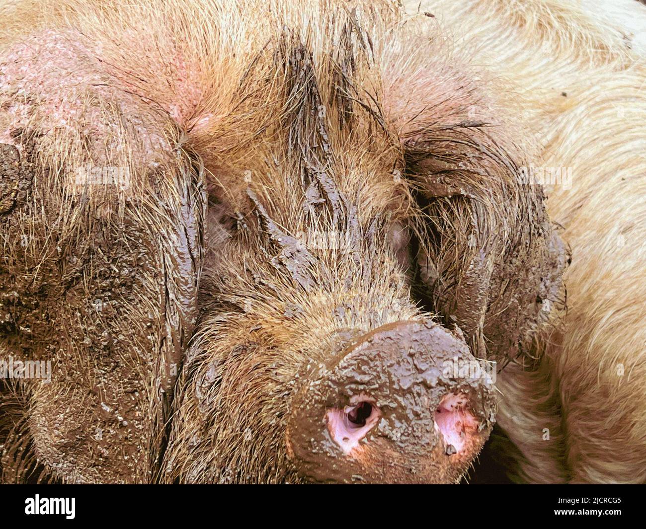 close-up portrait of a pig covered in mud. Only its snout is pink Stock ...