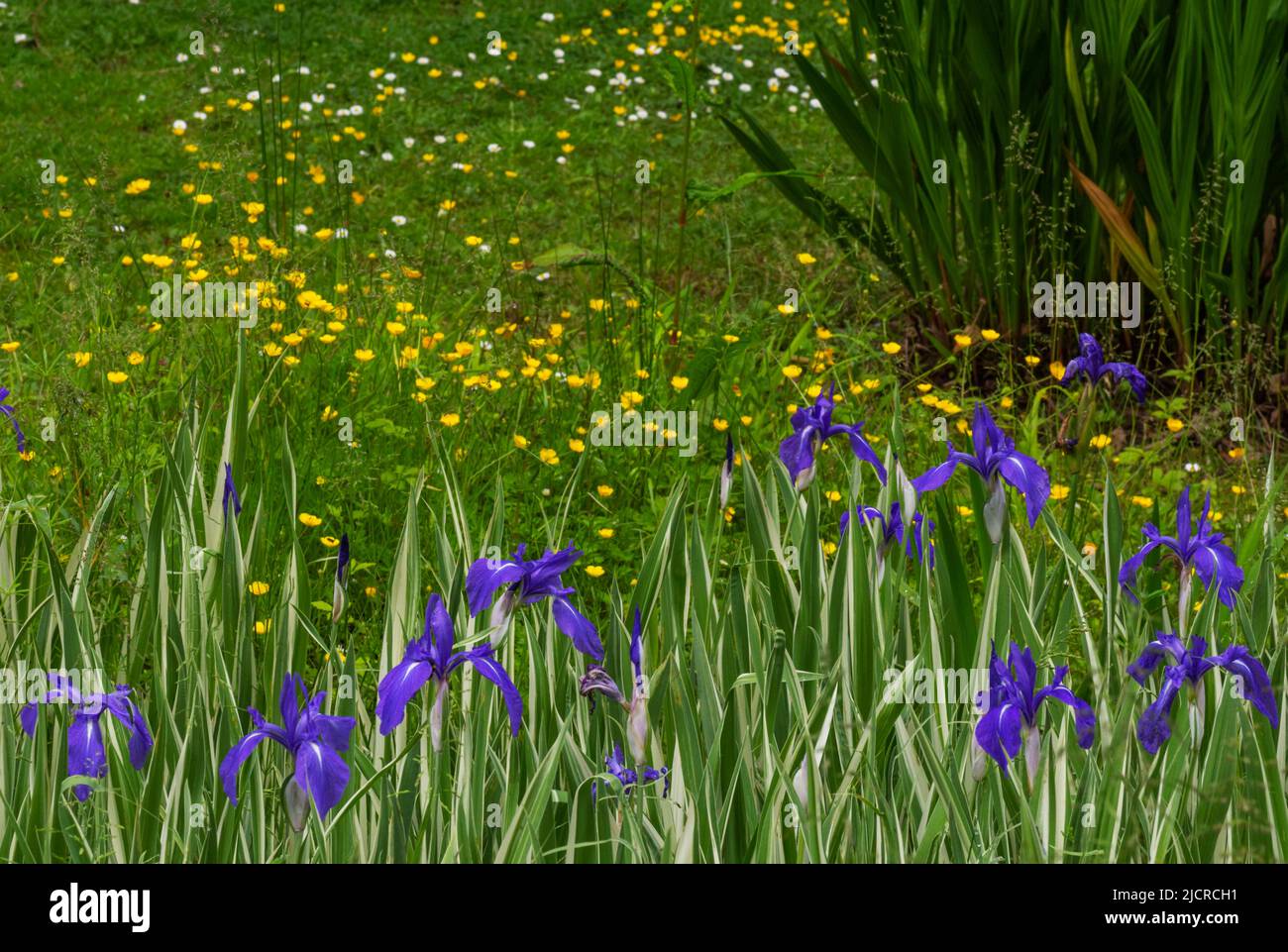 Variegated purple Irises growing in a damp naturalistic setting ...