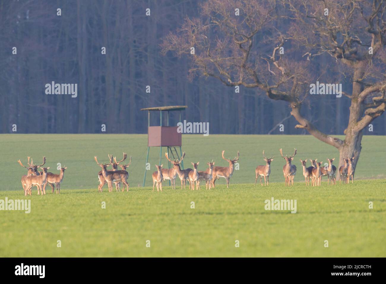 Driving deer hunting hi-res stock photography and images - Alamy