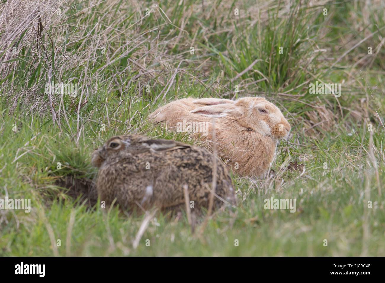 European Hare (Lepus europaeus) with blond fur color and a normal ...