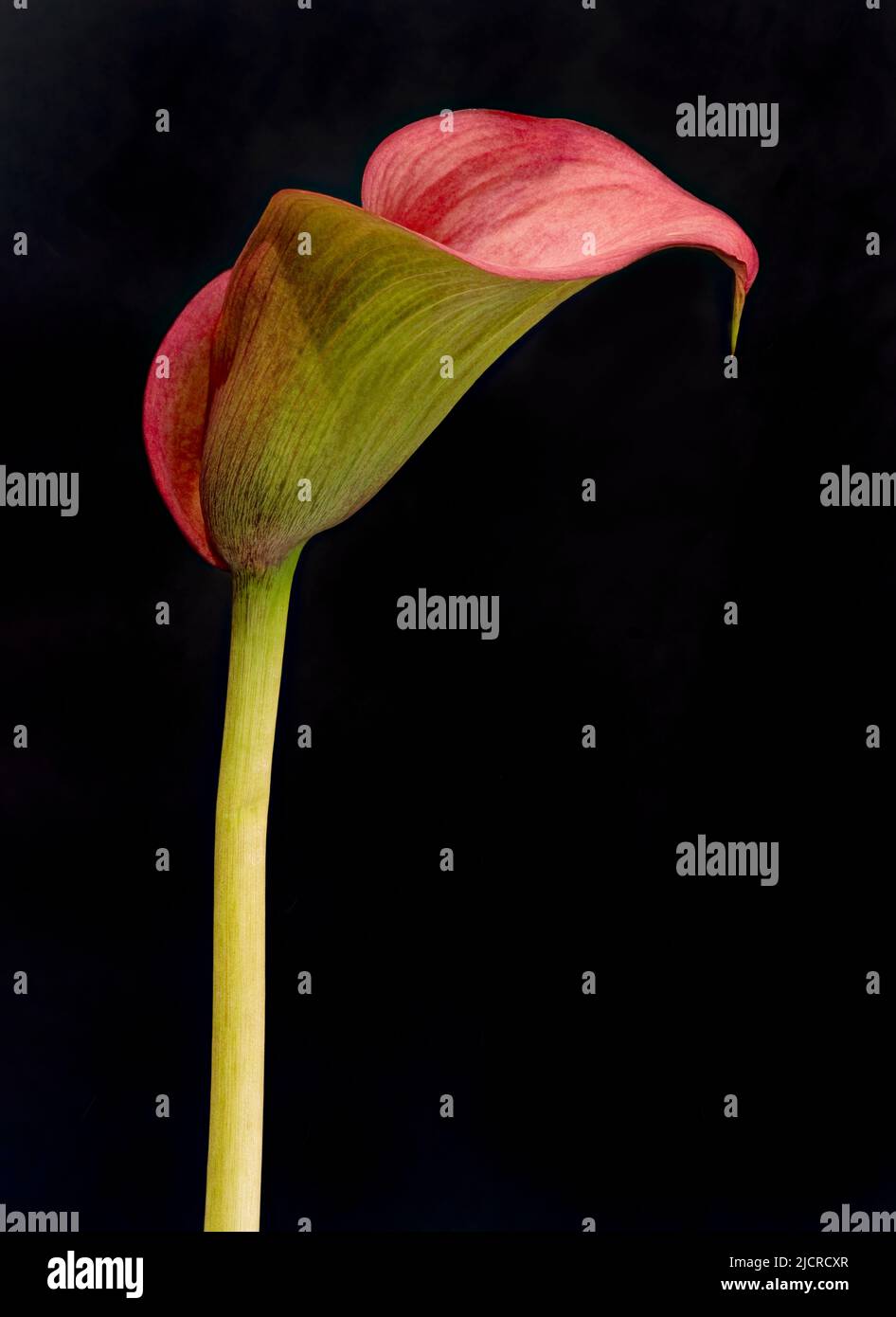 A solitary red Calla Lily flower photographed against a plain black ...