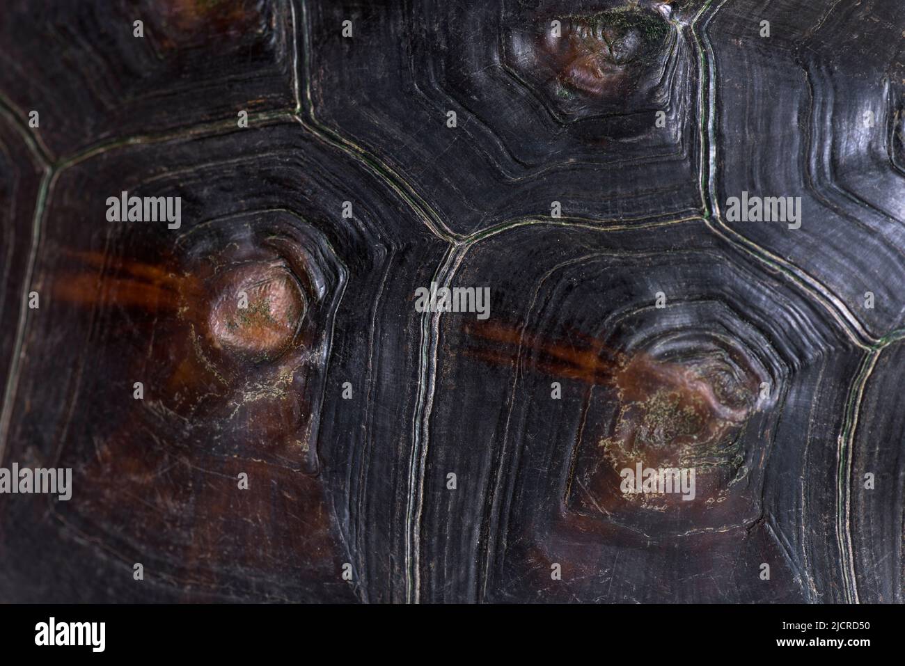 Close-up on a Chinese stripe-necked turtle carapace, Mauremys sinensis ...