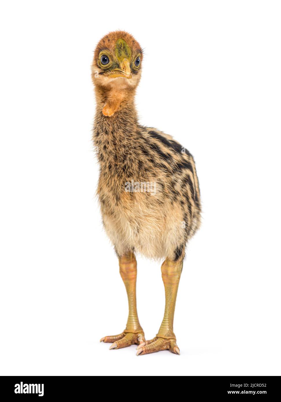Double-wattled cassowary chick, Casuarius casuarius Stock Photo - Alamy