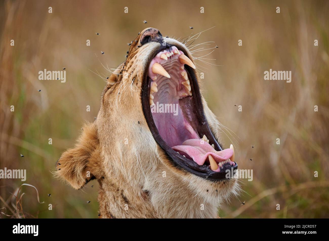 African Lion (Panthera leo). Female yawning, surrounded by flies ...