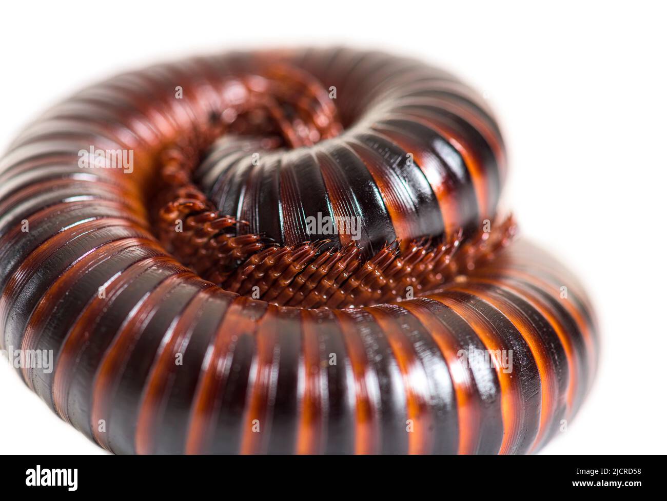 Giant African millipede rolled up in defence position ...