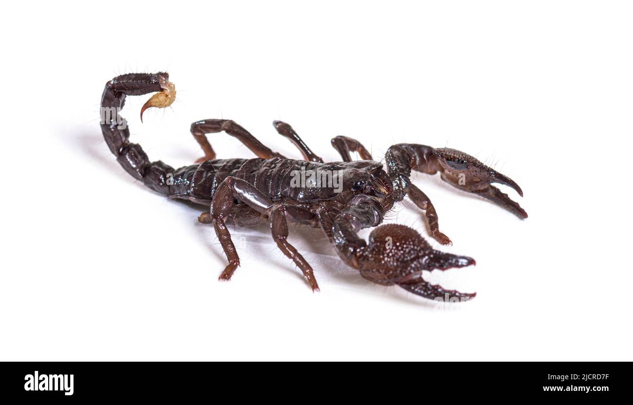 Side view of Juvenile Emperor scorpion, Pandinus imperator, isolated ...