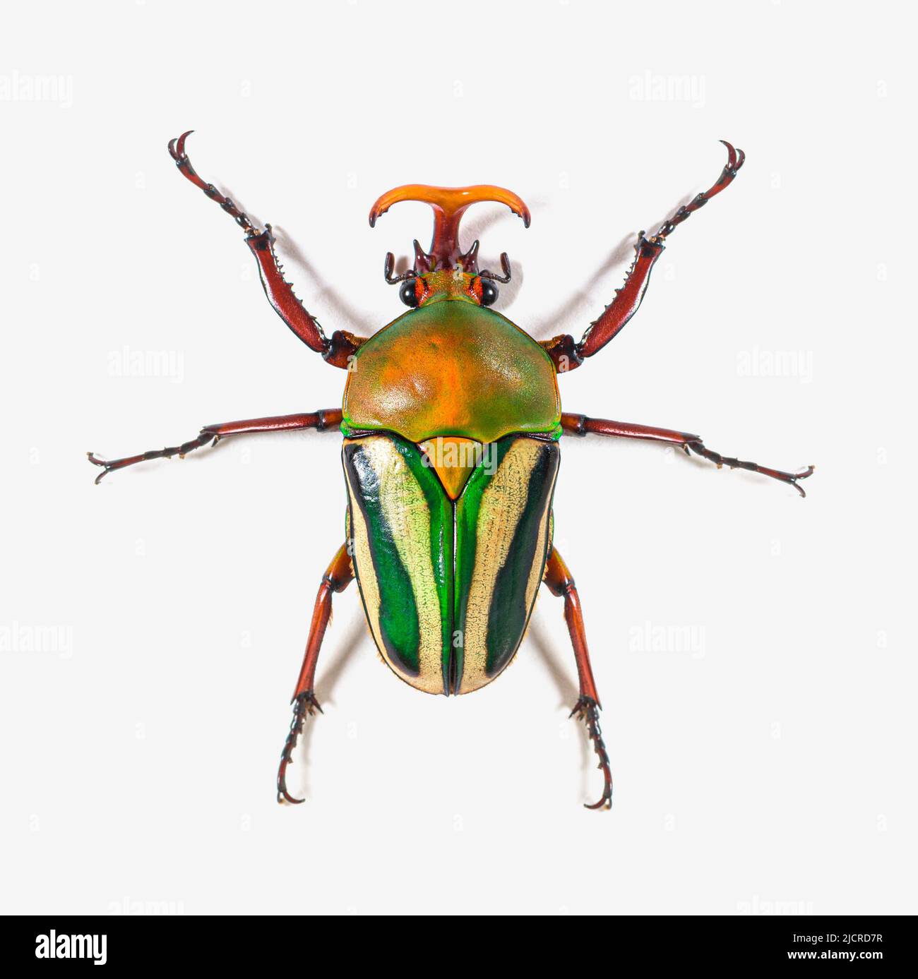 High view of Flamboyant flower beetle, Eudicella gralli species Stock ...