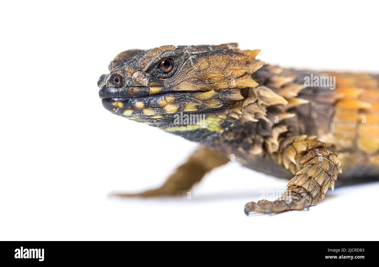 Full Grown Armadillo Lizard