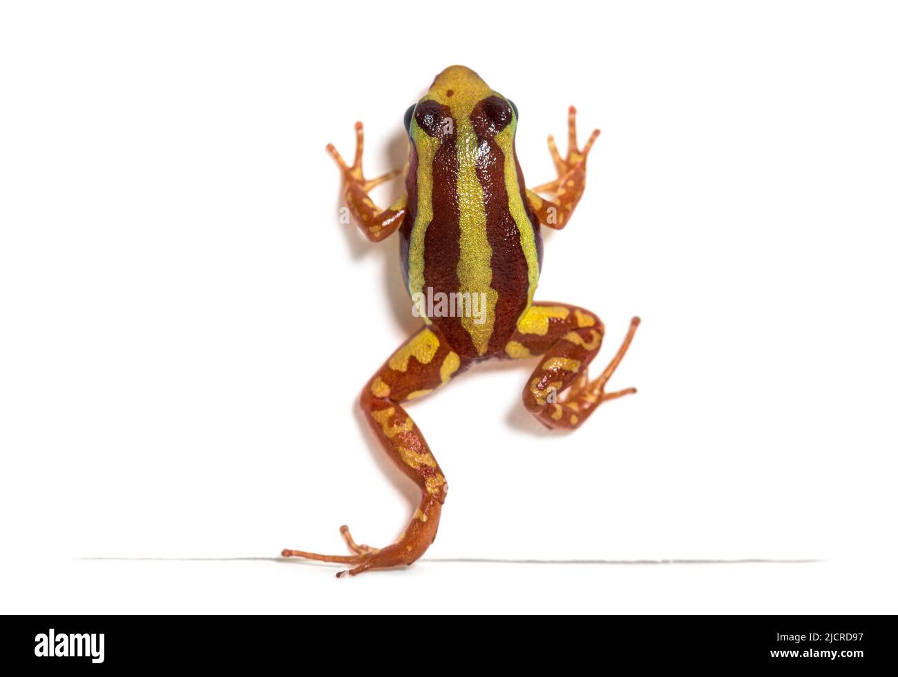 High view of Anthony's poison arrow frog escaping, Epipedobates ...